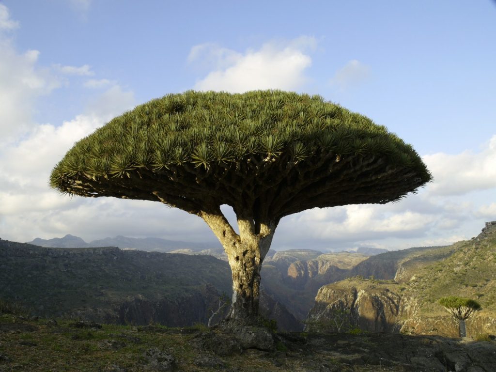 Los sitios patrimonio de la humanidad, "el último bastión" de 20.000 ...