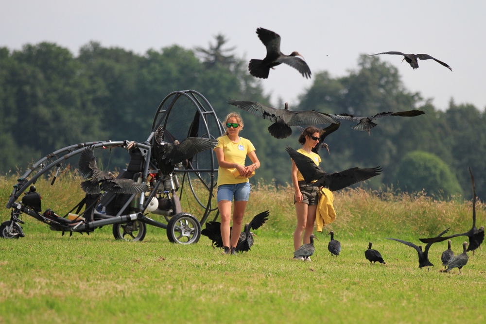 La fascinante migración de Ibis Eremitas tras sus "madres" humanas ...