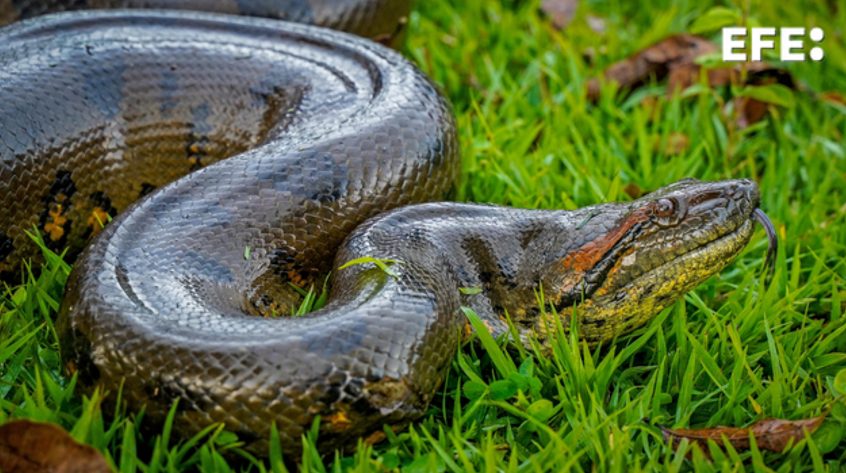 Rescatan una anaconda de cuatro metros y más de 30 kilogramos en el ...