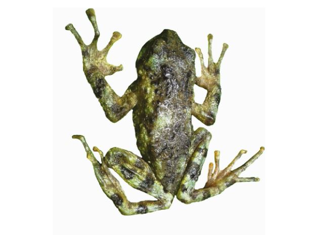 Una nueva especie de sapo hallada en Kenia revela la evolución de los ...