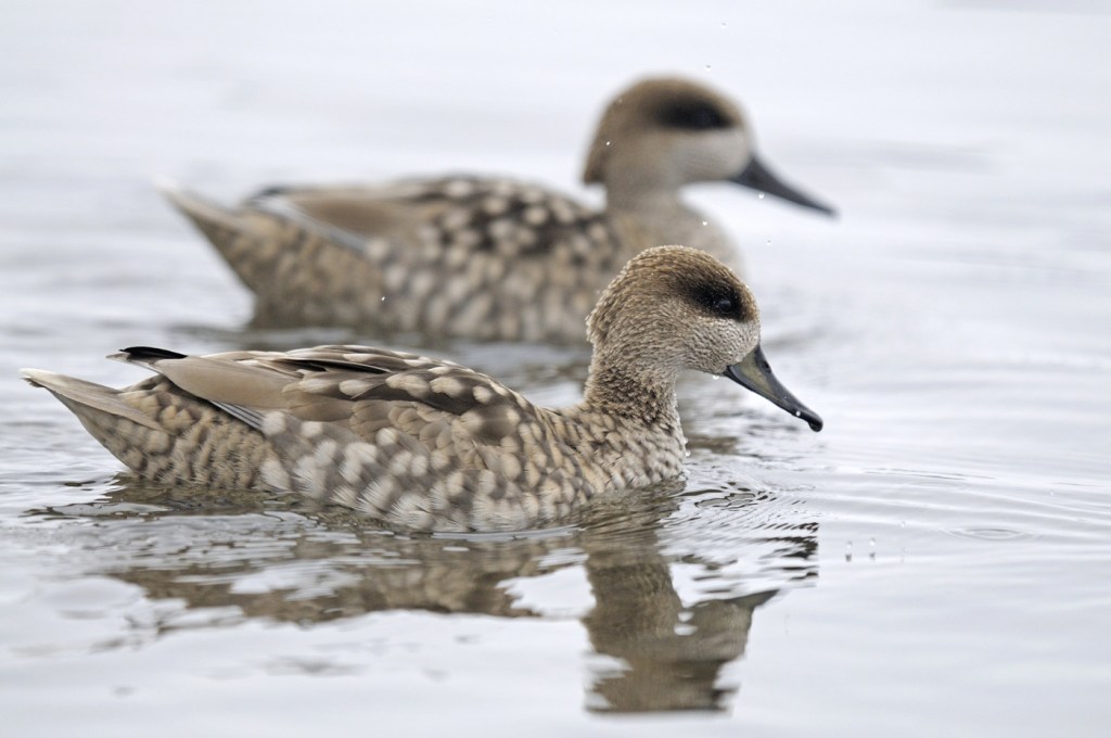 La reproducción de la cerceta pardilla cae un 35% en 2023 debido a la ...