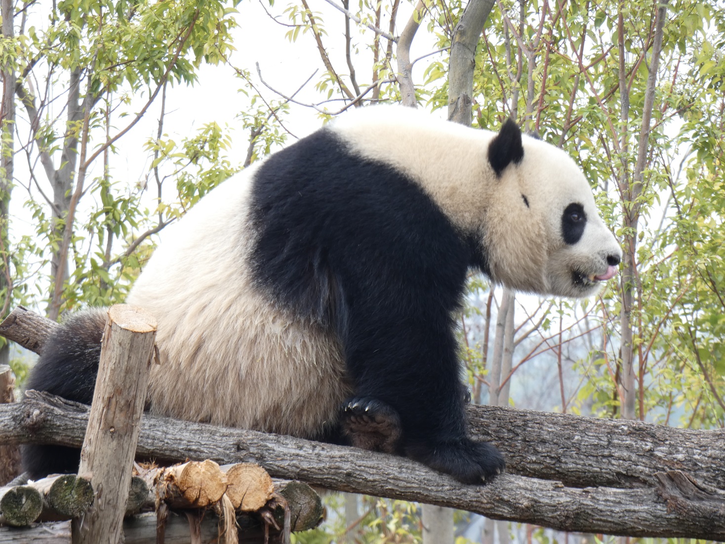 Te presentamos a Jin Xi y ZhuYu, los dos pandas que China enviará a ...