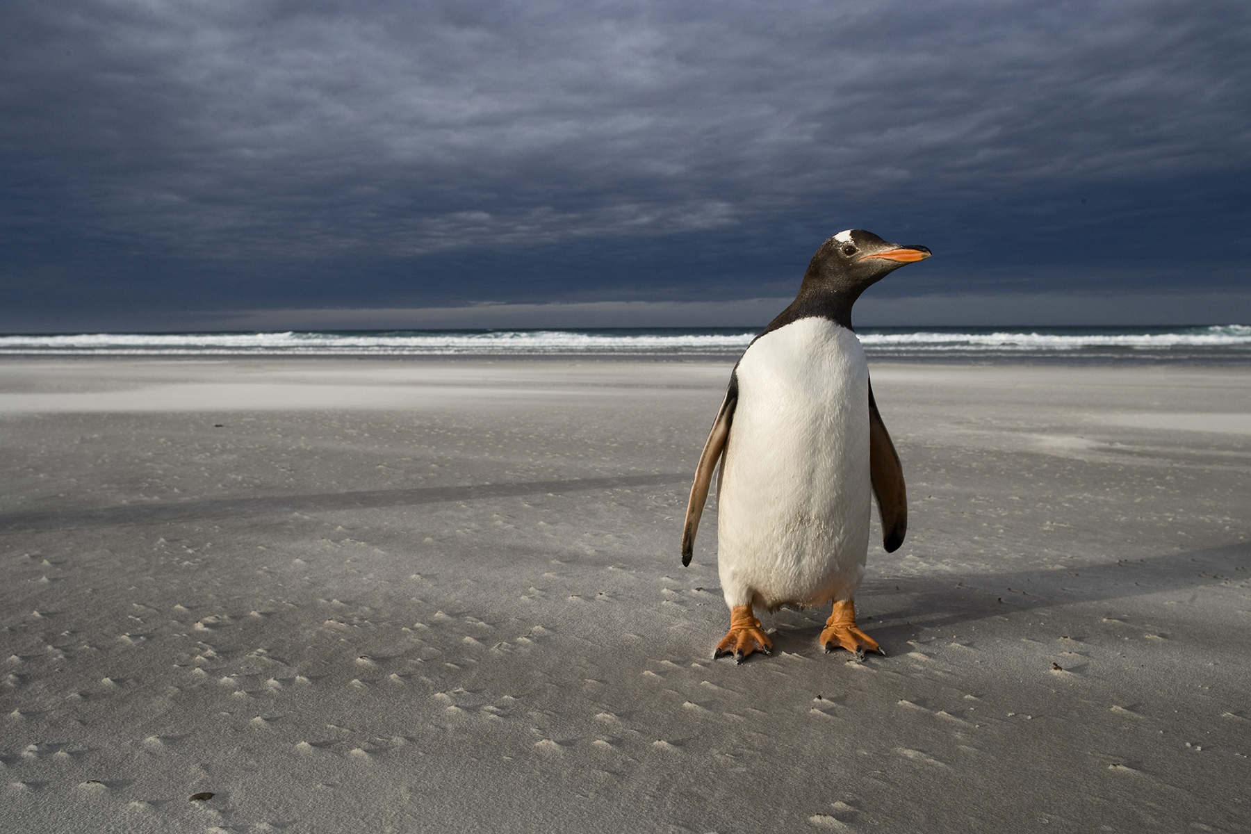 Pablo García Borboroglu: los pingüinos son animales tenaces ...