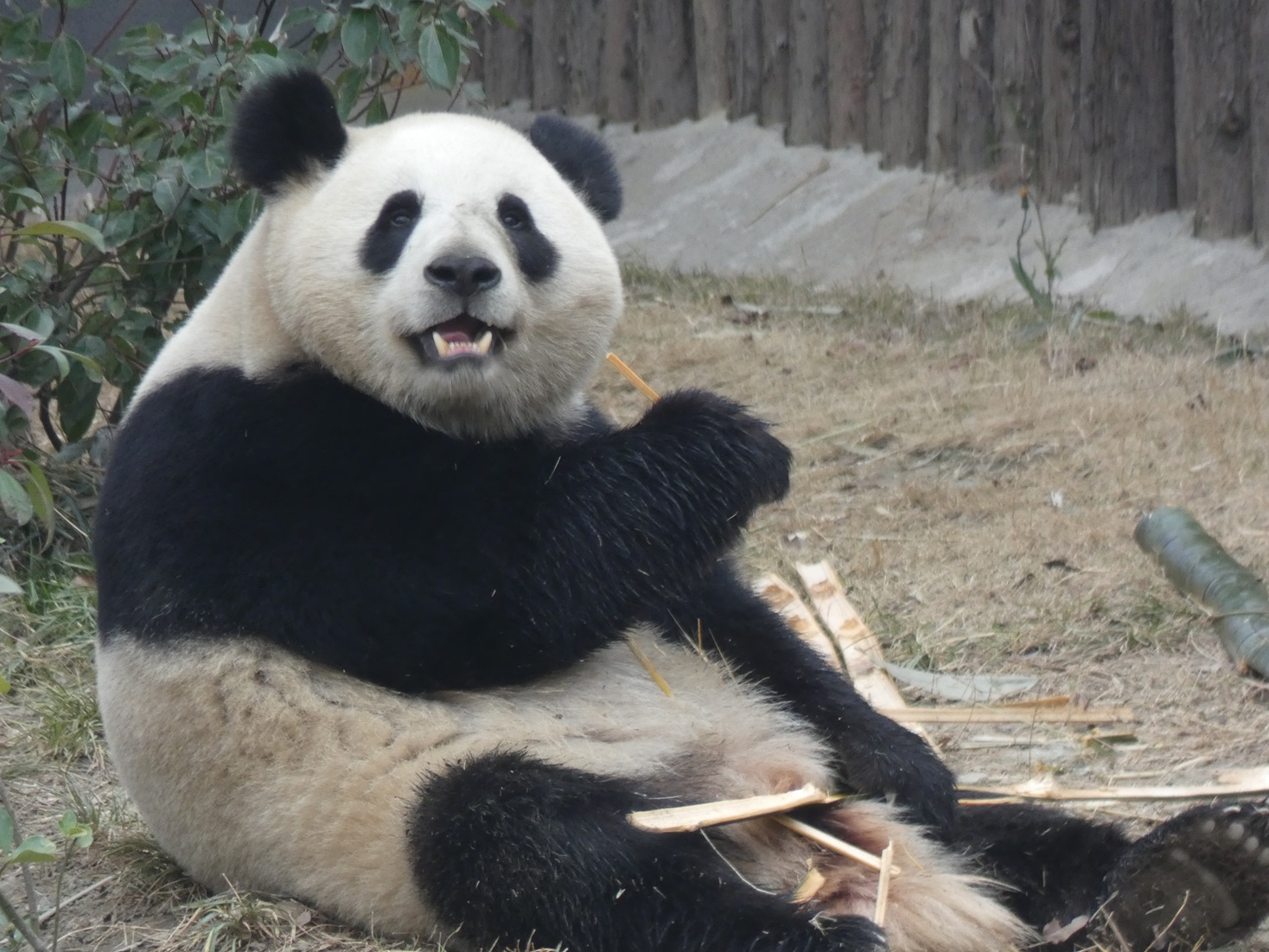 Te presentamos a Jin Xi y ZhuYu, los dos pandas que China enviará a ...