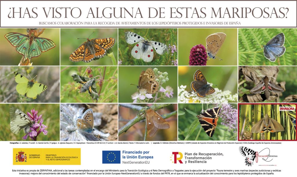 Un estudio "pionero" promueve la conservación de las mariposas en ...