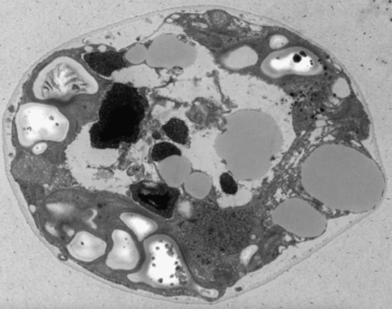 Chlamydomonas urium, la nueva microalga del río Tinto con potencial ...