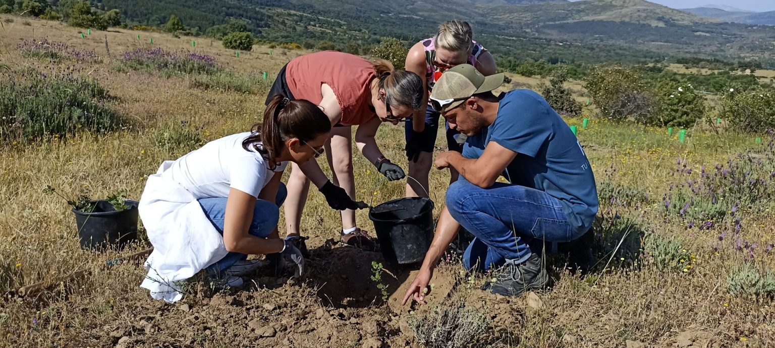 ReTree o cómo proteger y fortalecer la naturaleza frente al cambio ...