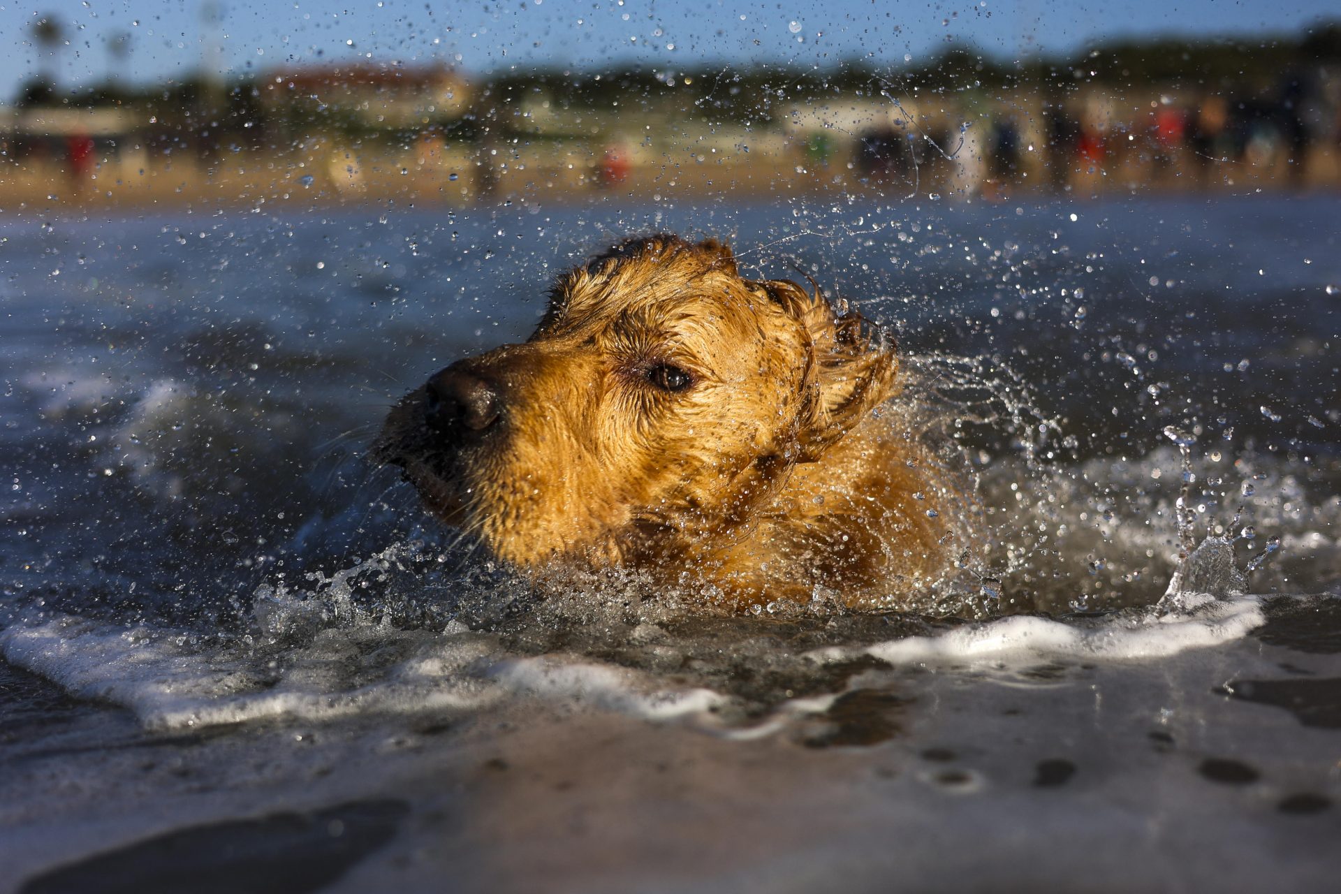 Playas para perros: ¿Dónde llevar a tu mascota este verano en España?