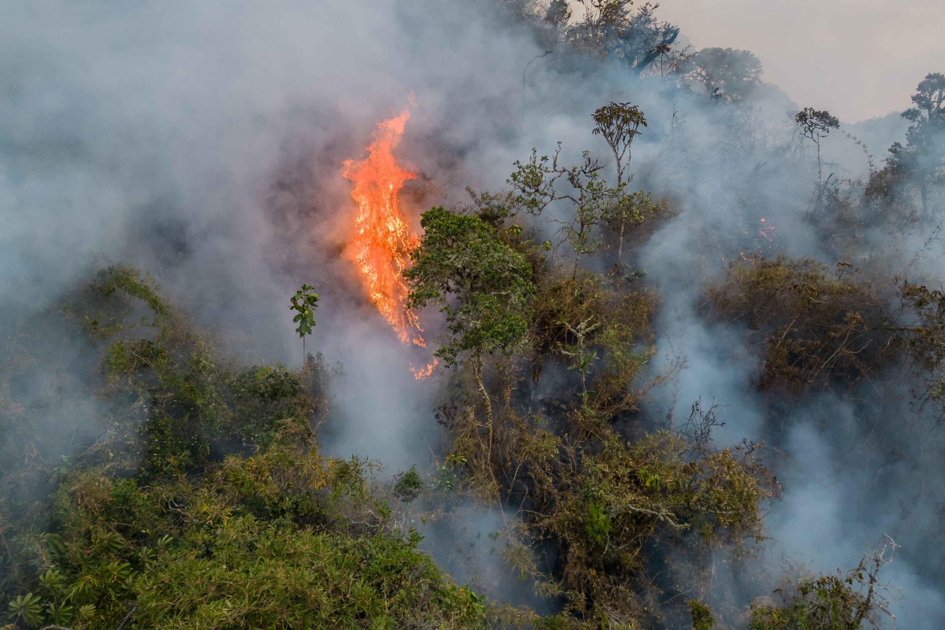 Las claves del trágico escenario causado por los incendios forestales ...
