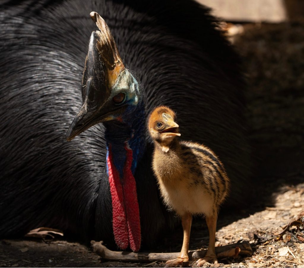 Nacen en Málaga crías de casuario de Ceram, de origen prehistórico, y ...