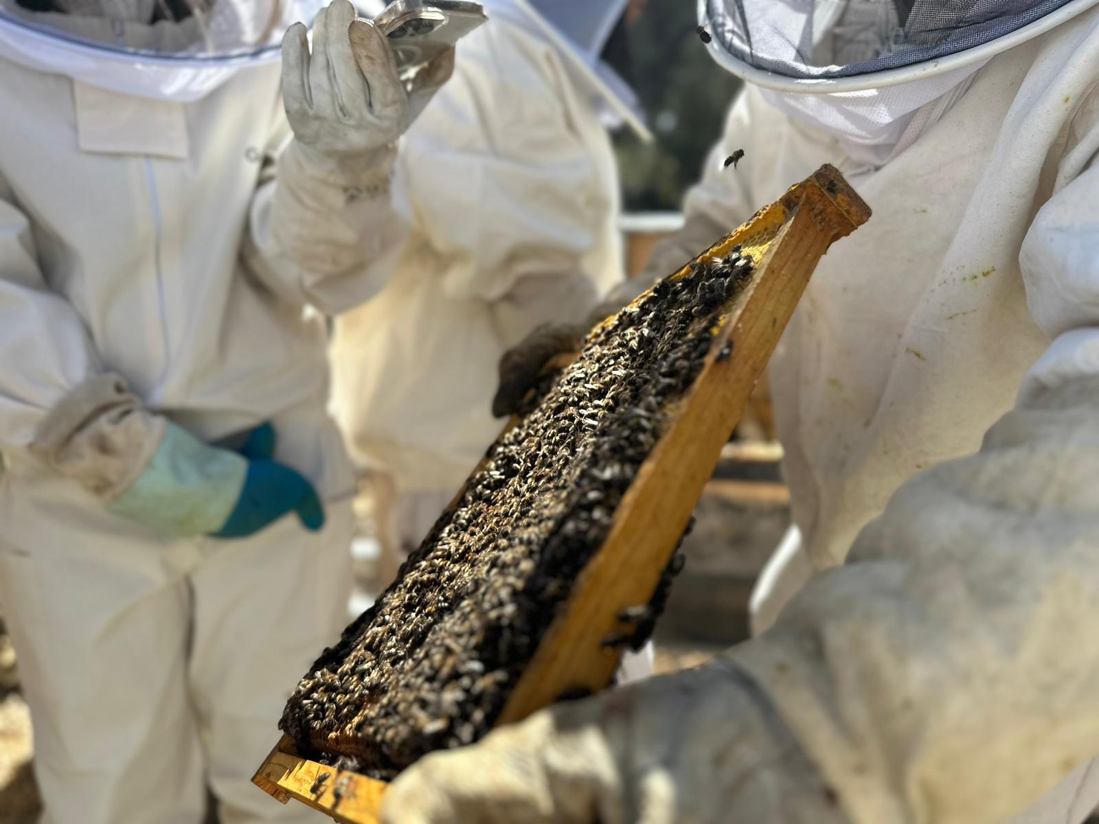 Eslovenia se une al proyecto Smart Green Bees por la preservación de la abeja - EFEverde