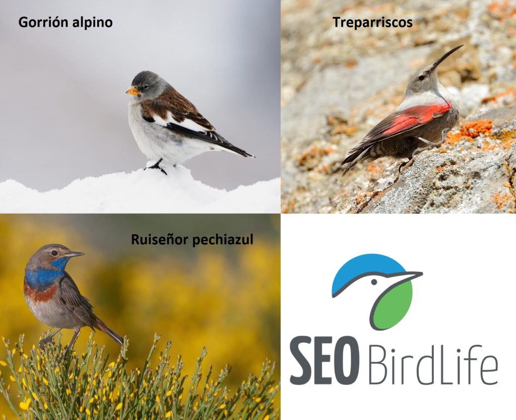 Las tres especies de montaña que optan a el Ave del Año 2025