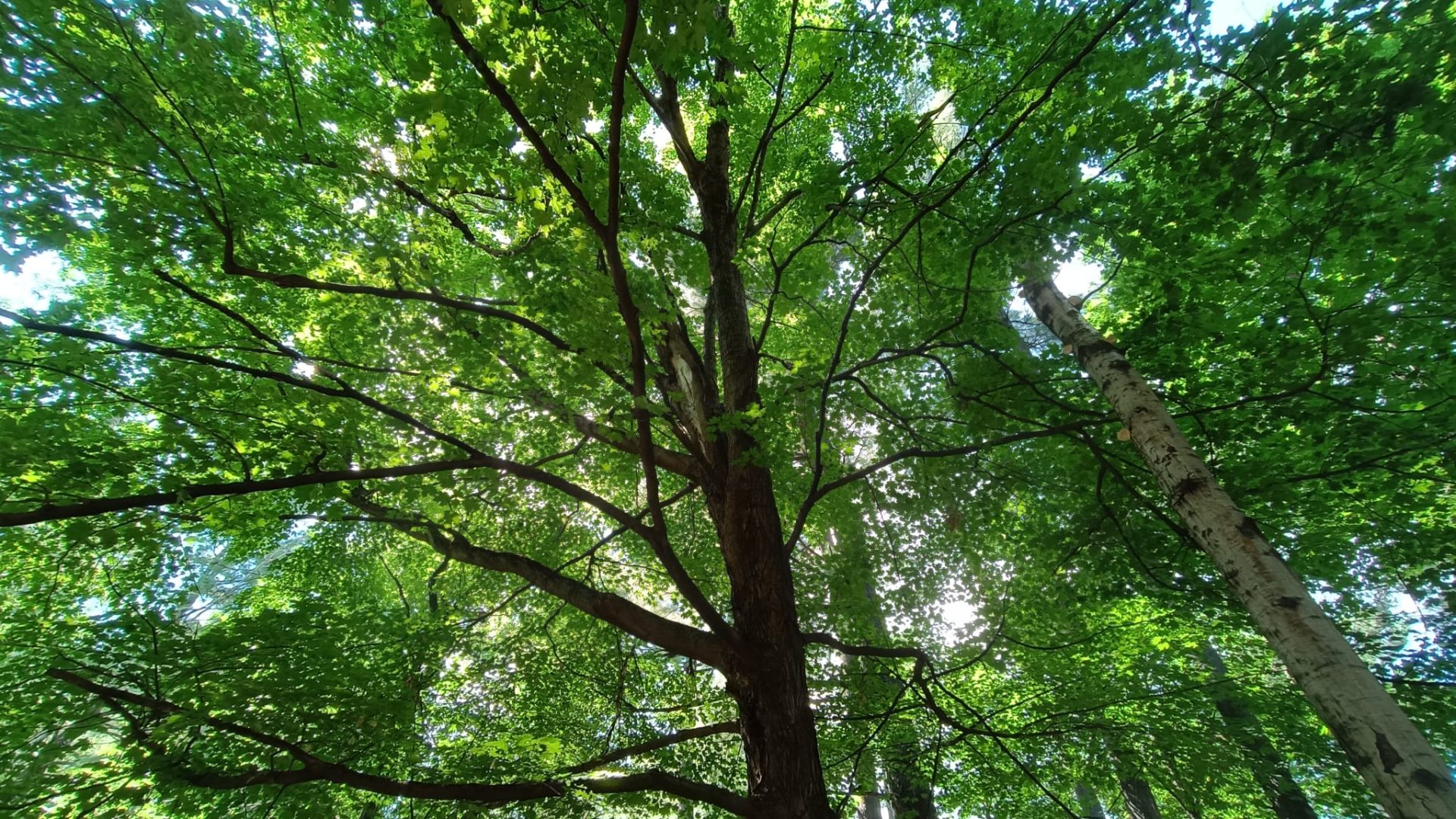 Árboles que hablan: un jardín muestra cómo la IA puede ayudar a ...