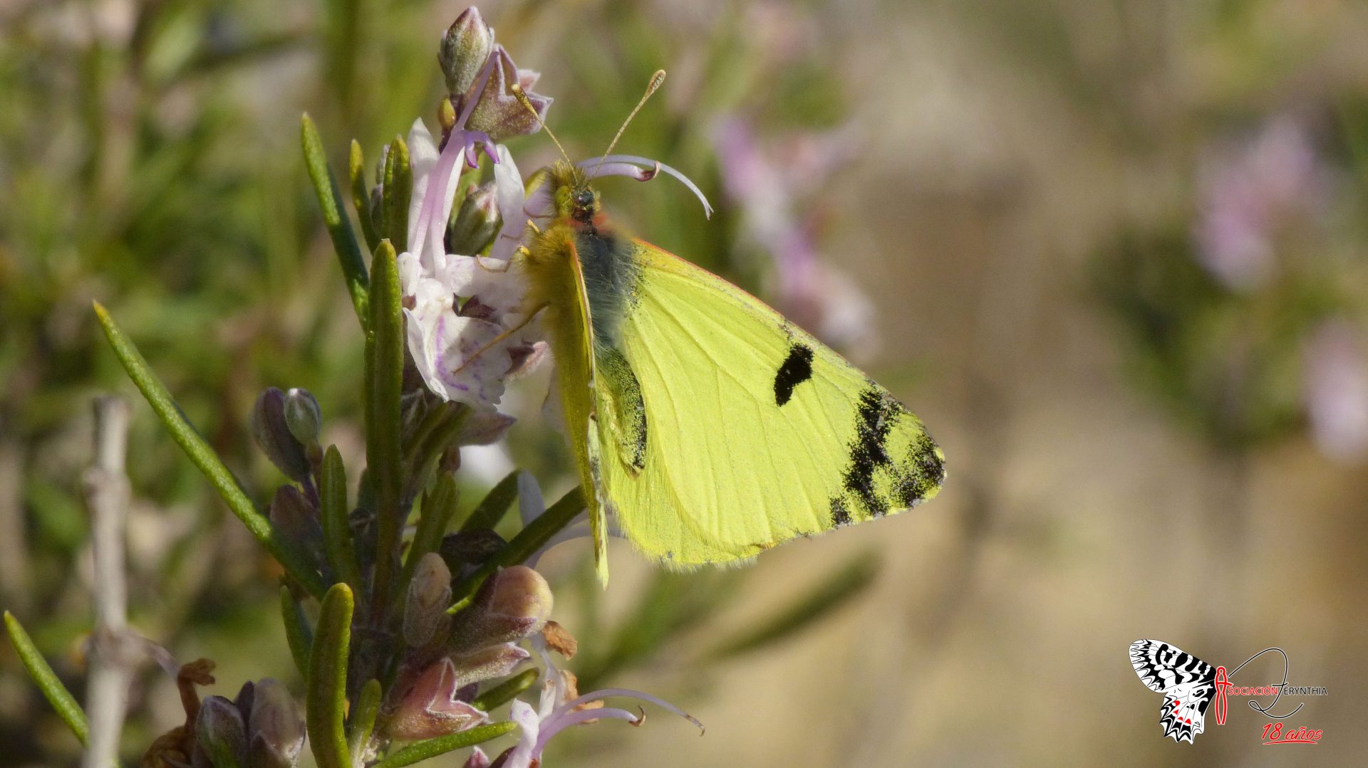 Descubierta en Granada una nueva población de azufrada ibérica, una de ...
