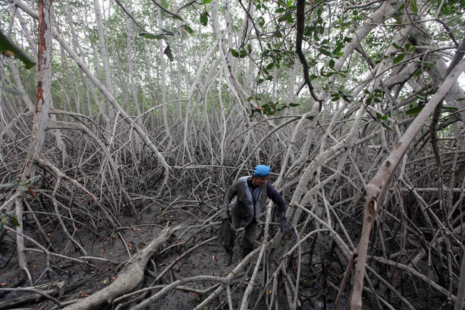 Acuicultura y tala afectan al almacenamiento de carbono de los ...