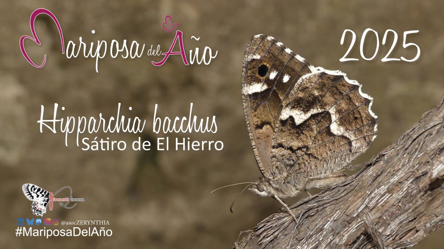 El Sátiro de El Hierro o "Hipparchia bacchus", Mariposa del Año 2025 ...