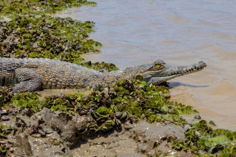 40 caimanes llaneros son liberados en una reserva natural de Colombia ...