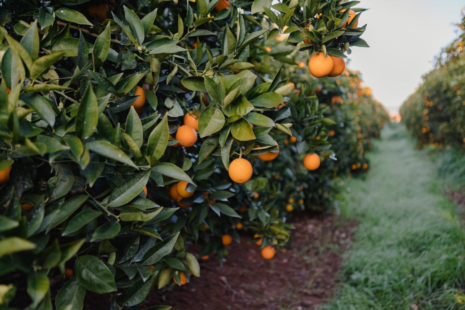 Naranjas que generan vida - EFE Verde