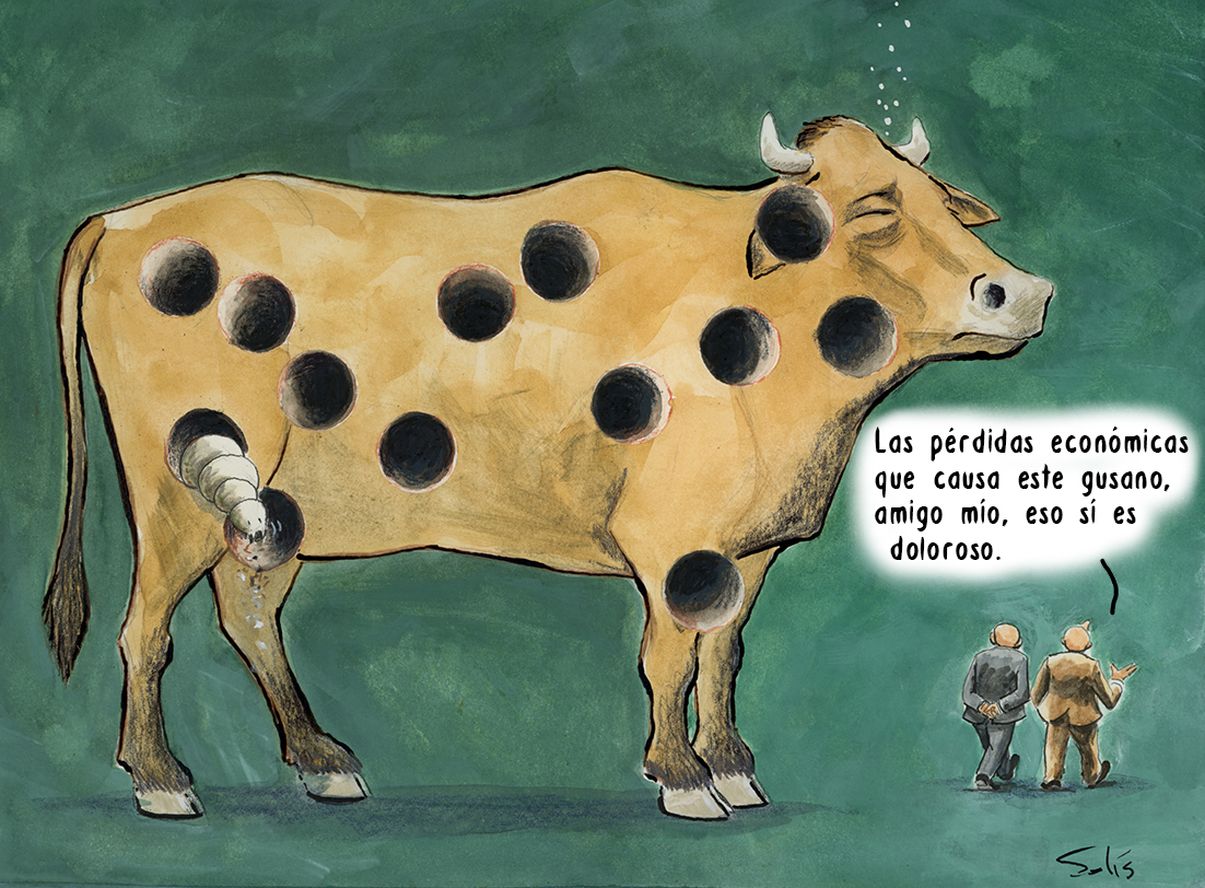 Gusano barrenador. Por Víctor Solís (@Visoor) - EFEverde