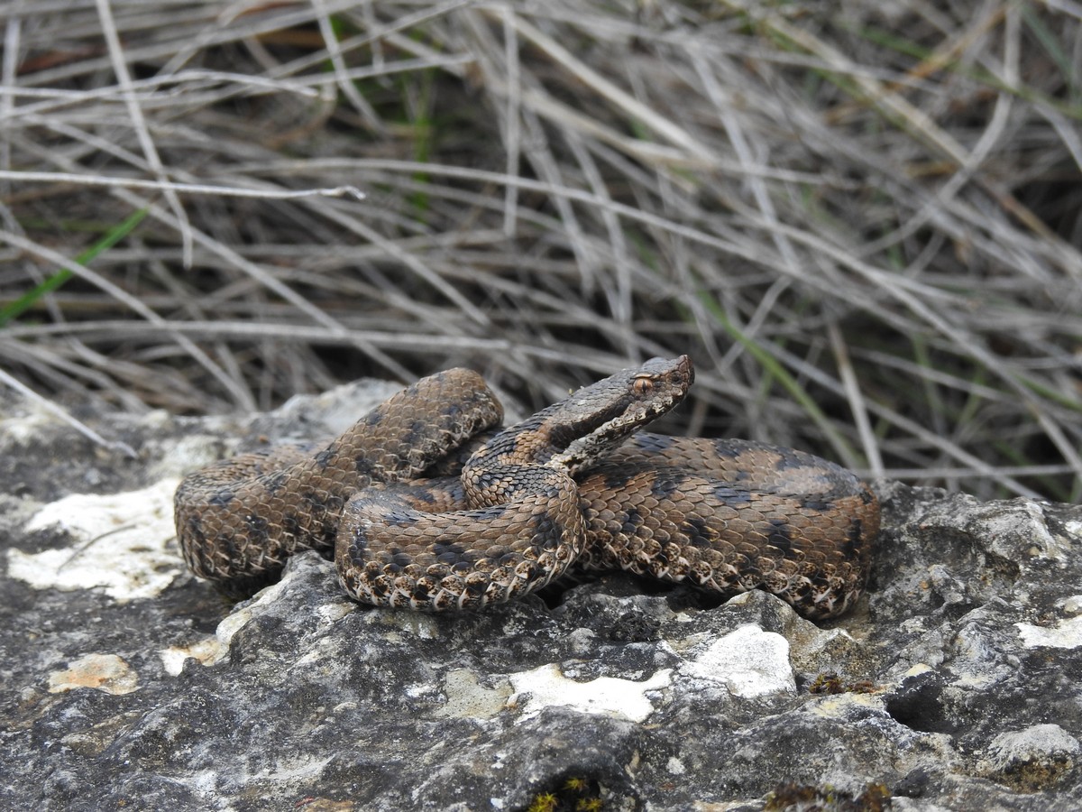 Sedano, un "santuario" para el estudio y conservación de la víbora ...