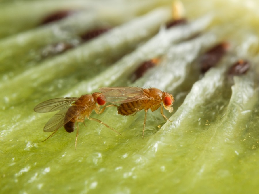 El alcohol (sin pasarse) hace sexys a los machos de la mosca de la fruta