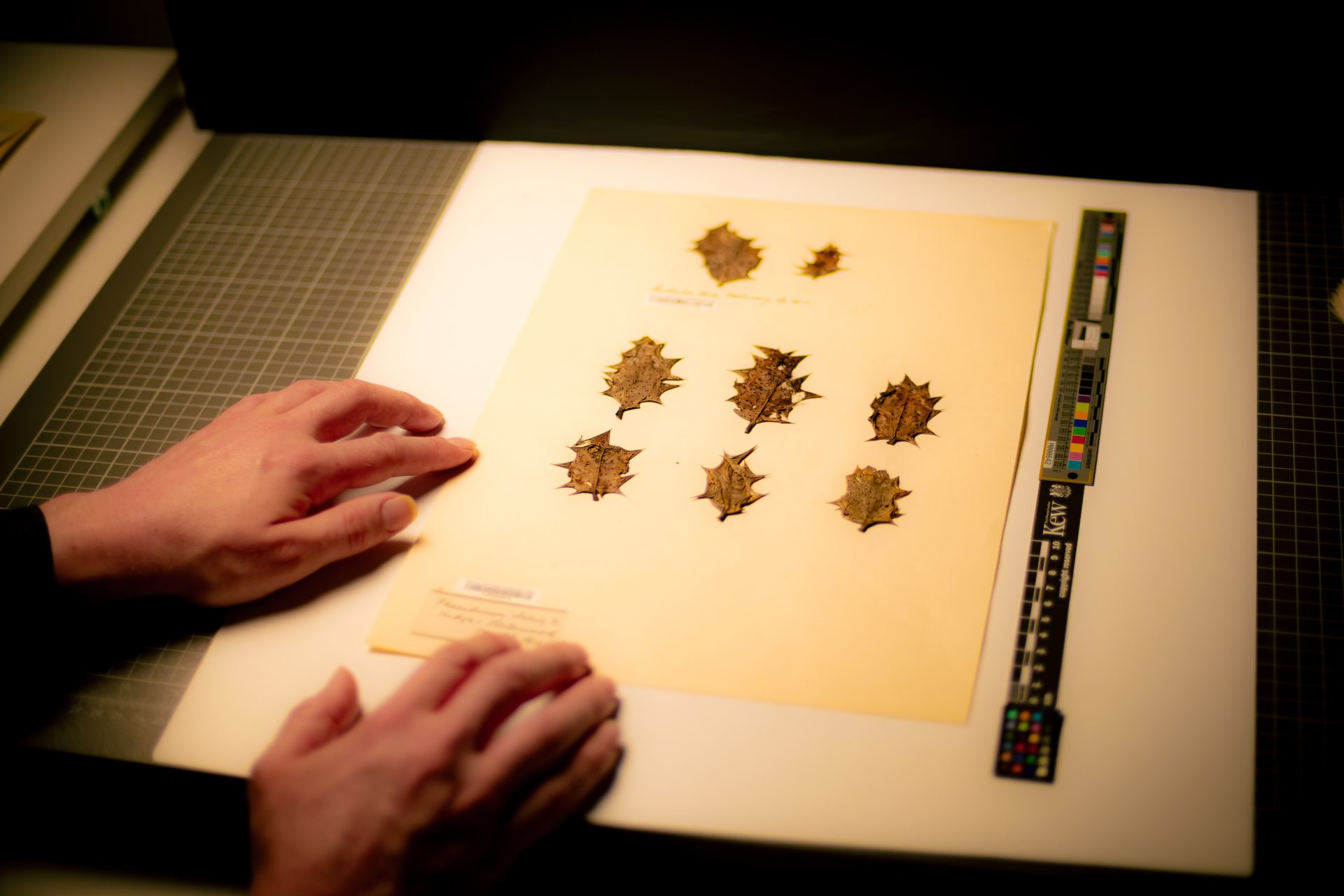 Los 10 hongos más sorprendentes del mundo están escondidos bajo tierra ...