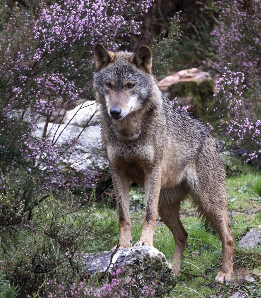 Un estudio revela cómo el lobo desapareció de Sierra Morena pese a su ...