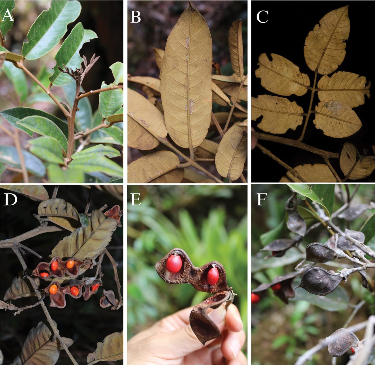 Ormosia neillii, una nueva especie de árbol endémico descubierta en la ...