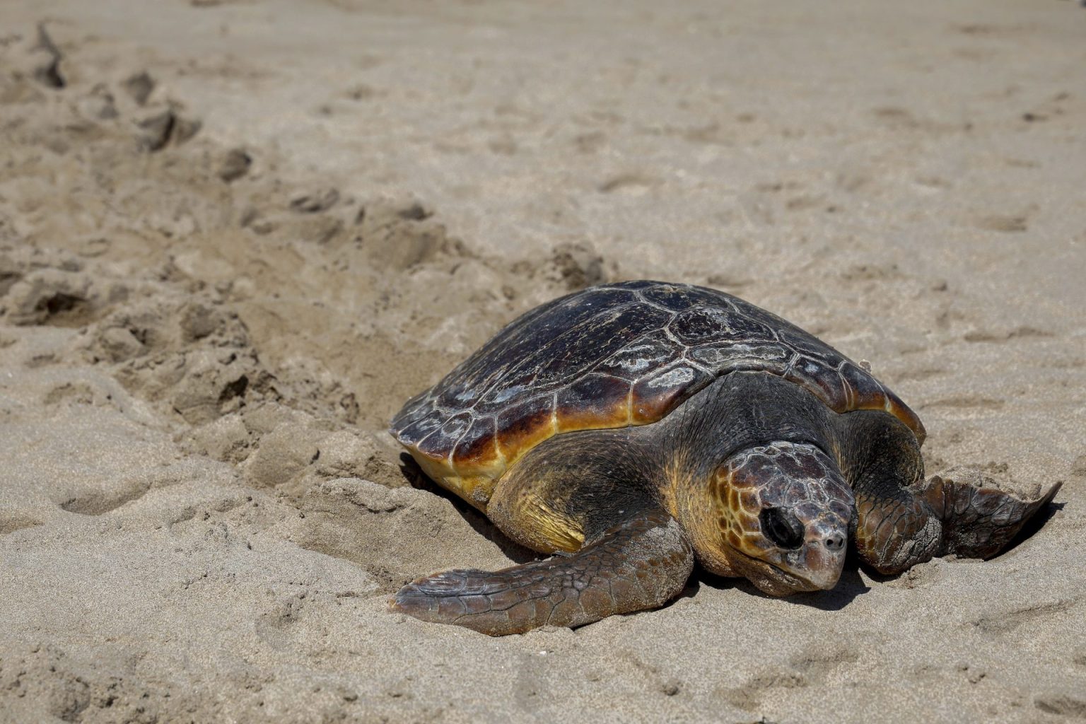 Una tortuga aparece varada en Torrevieja con restos de un globo