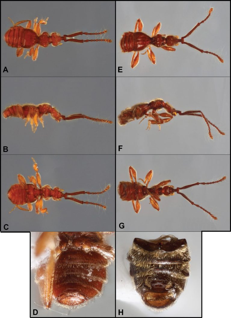 Describen doce nuevas especies de escarabajos en Ecuador - EFEverde