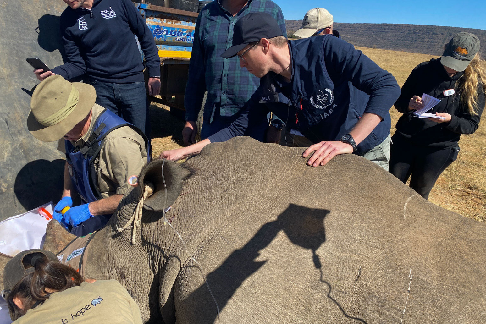 La ONU marca con isótopos radiactivos cuernos de rinoceronte para ...
