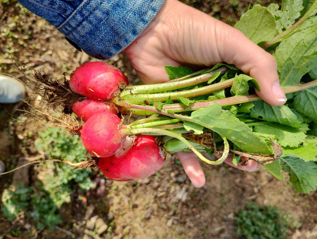 El traspatio: motor de transformación de la agricultura familiar. Por ...