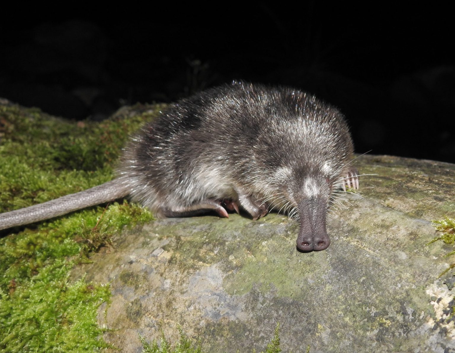 Los incendios, estocada mortal para el desmán ibérico - EFEverde