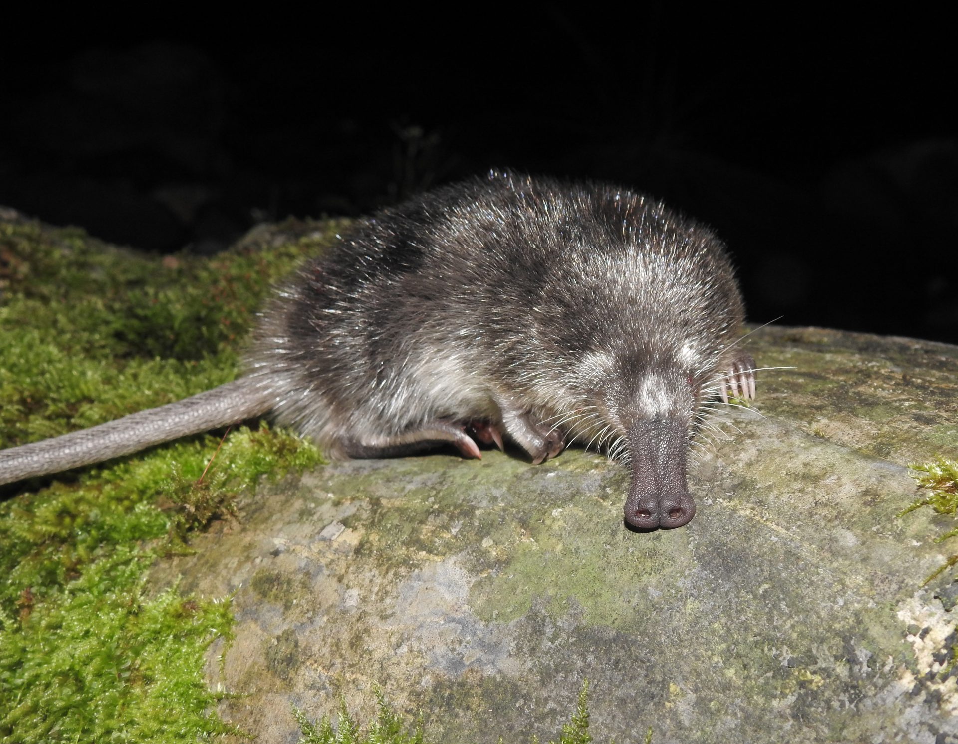 Los incendios, estocada mortal para el desmán ibérico - EFEverde