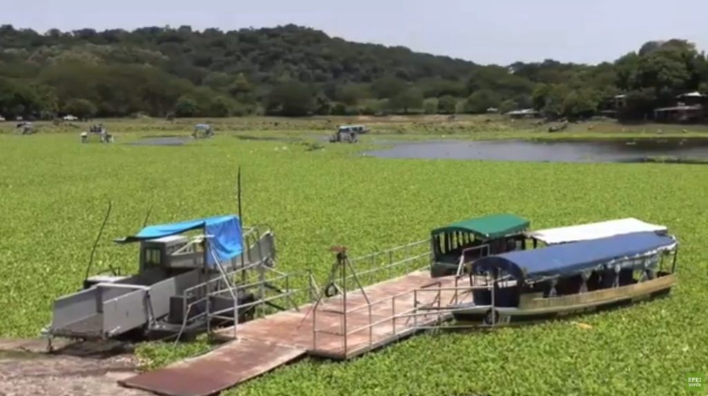 Crisis en el Lago Suchitlán, donde la lechuga de agua cubre casi todo y ...