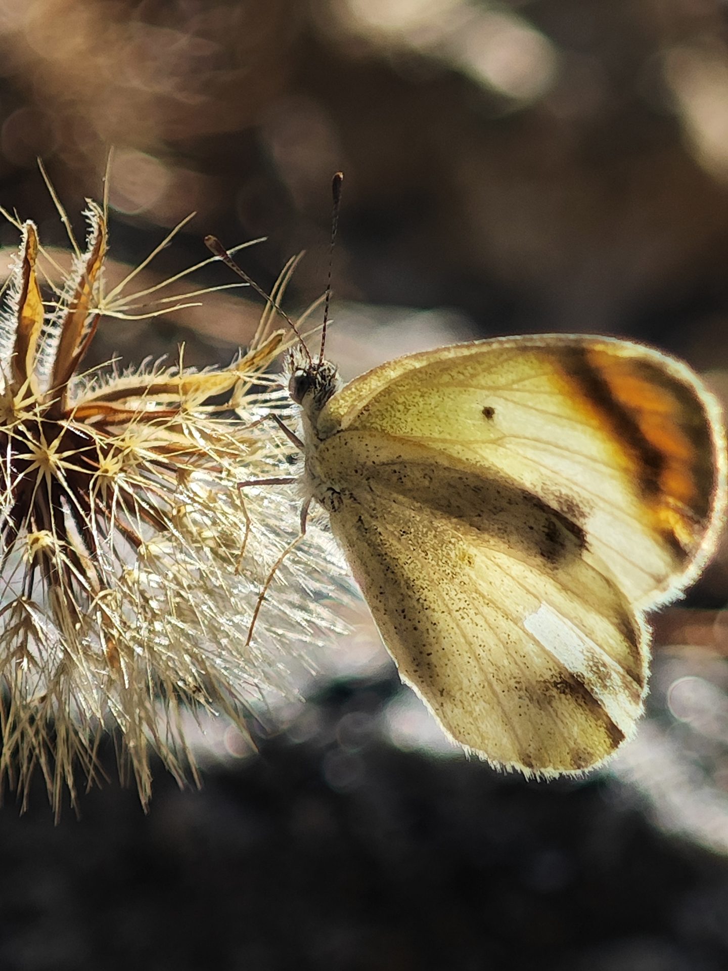 La llegada de la mariposa alcaparrera a Madrid, una señal más de la ...
