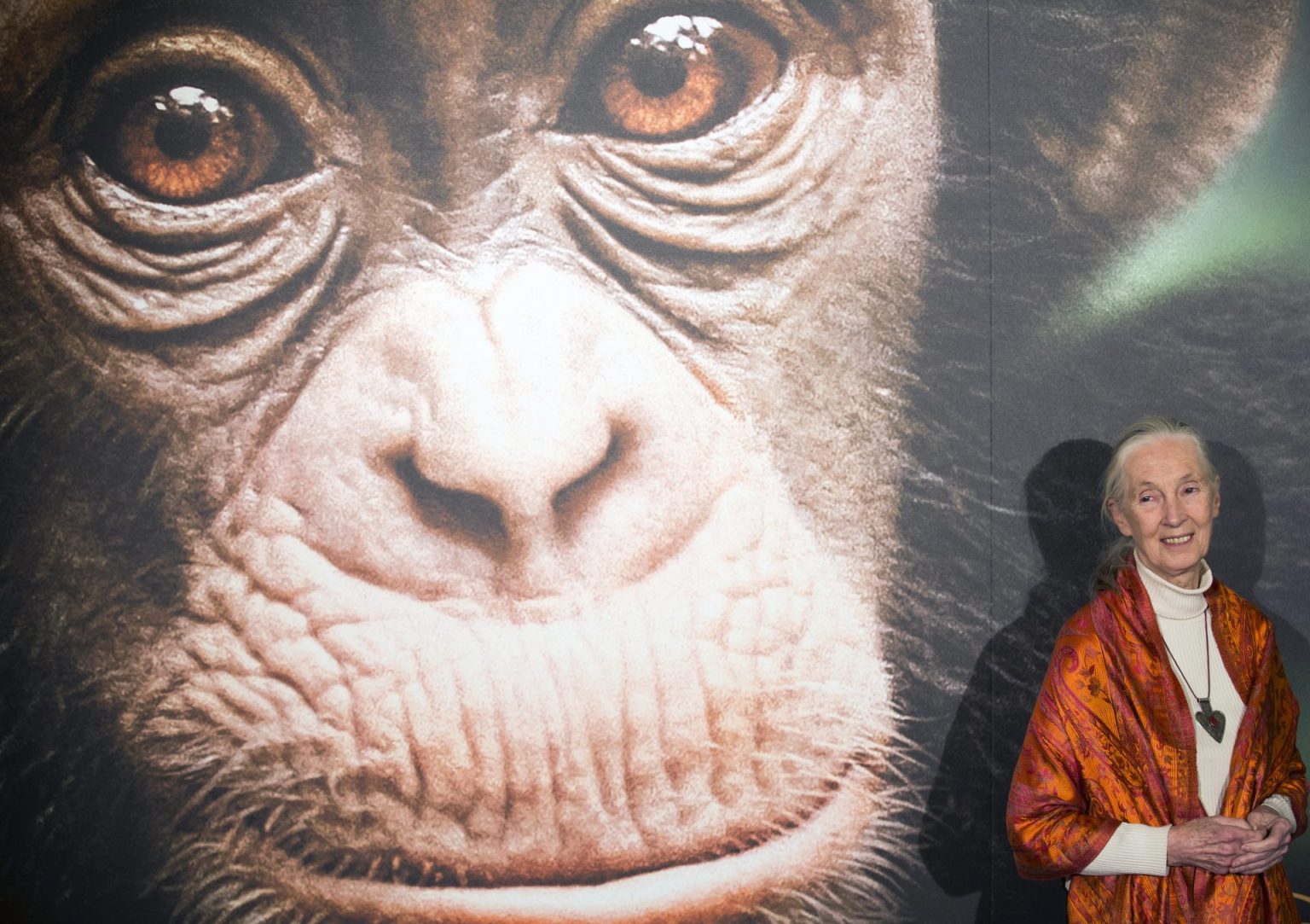 El día que Goodall vio a un chimpancé usar una herramienta y desafió la ...