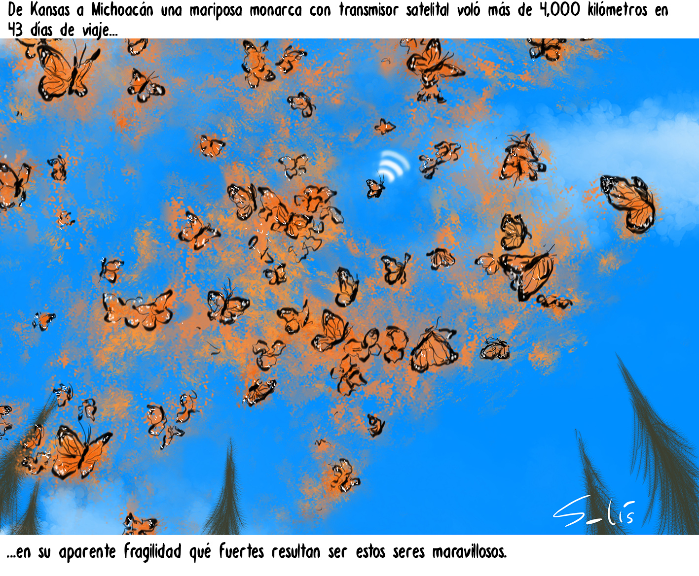 Grandes viajeras (Mariposas monarca). Por Víctor Solís (@Visoor) - EFEverde