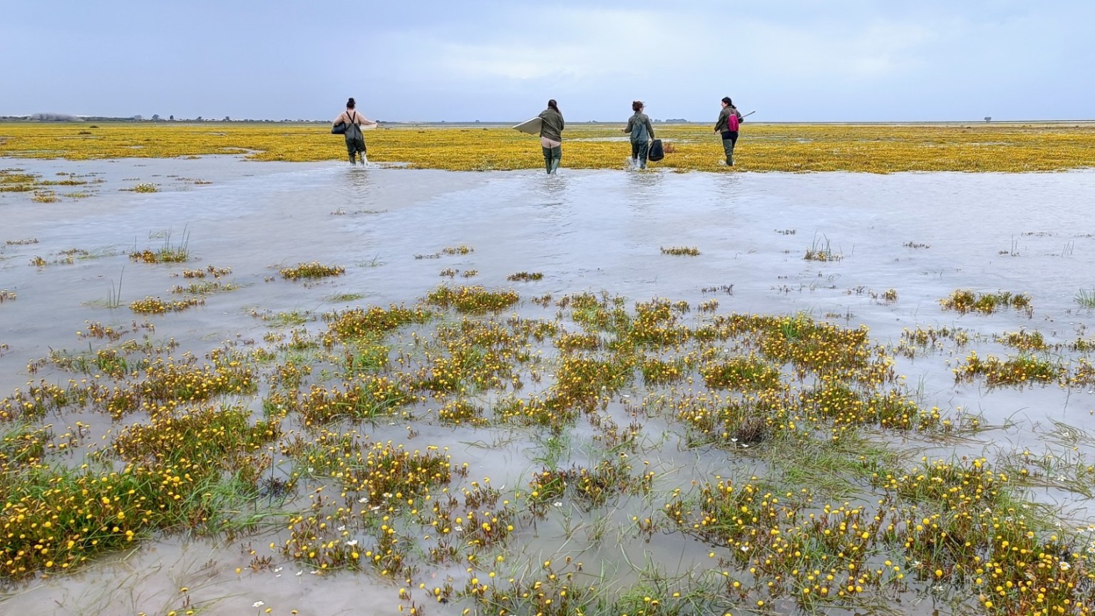 Biodiversidad de Doñana: Las lluvias de 2025 revitalizan la marisma ...